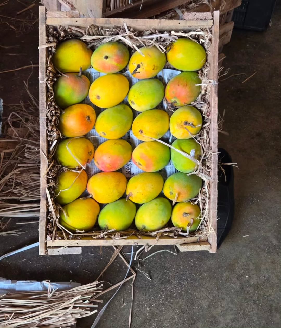Karnataka Badami Mango: The Alphonso of the South — Complete Guide 2026 ...
